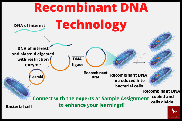Recombinant DNA Technology: A Perspective Overview